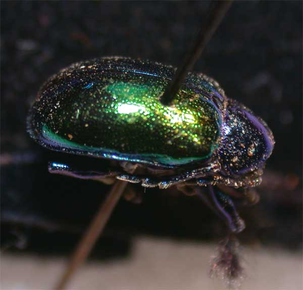 Identifying EAB – Emerald Ash Borer in Wisconsin